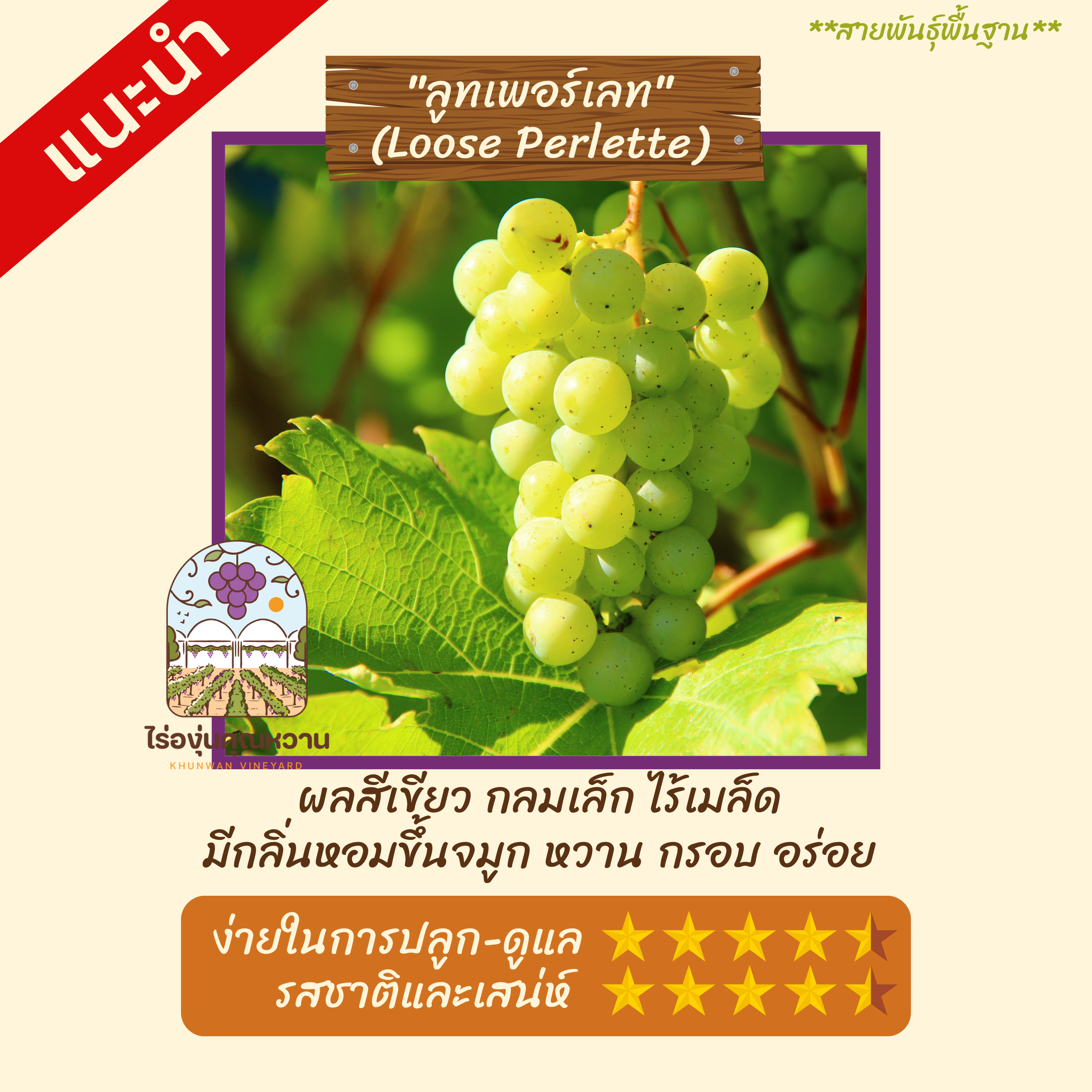 ต้นองุ่น สายพันธุ์ รูสเพอเร็ต (Loose Perlette) - ไร่องุ่นคุณหวาน ...